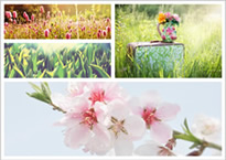 Spring Collage - Make Spring Photo Collages Online | FotoJet