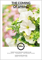 Spring Poster - Make Free Spring Poster Online | FotoJet